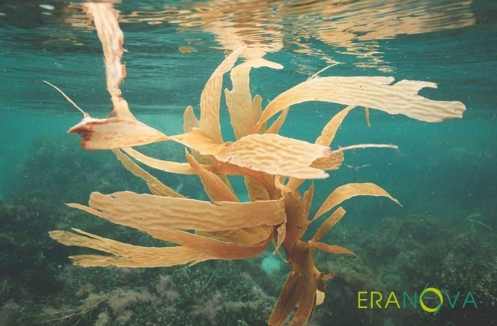 Biobased Plastic Made From Green Algae - Less Saves The Planet