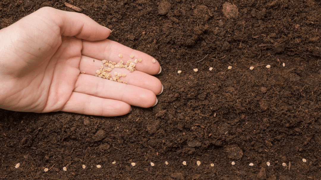 Pascal Poot: growing a vegetable garden without irrigation is possible ...