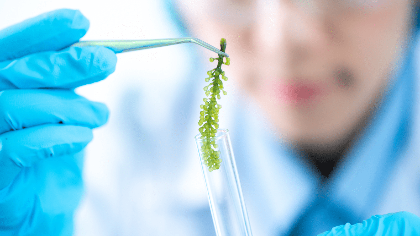 ALGAMA : LA STARTUP DES MICROALGUES ! - Less Saves The Planet